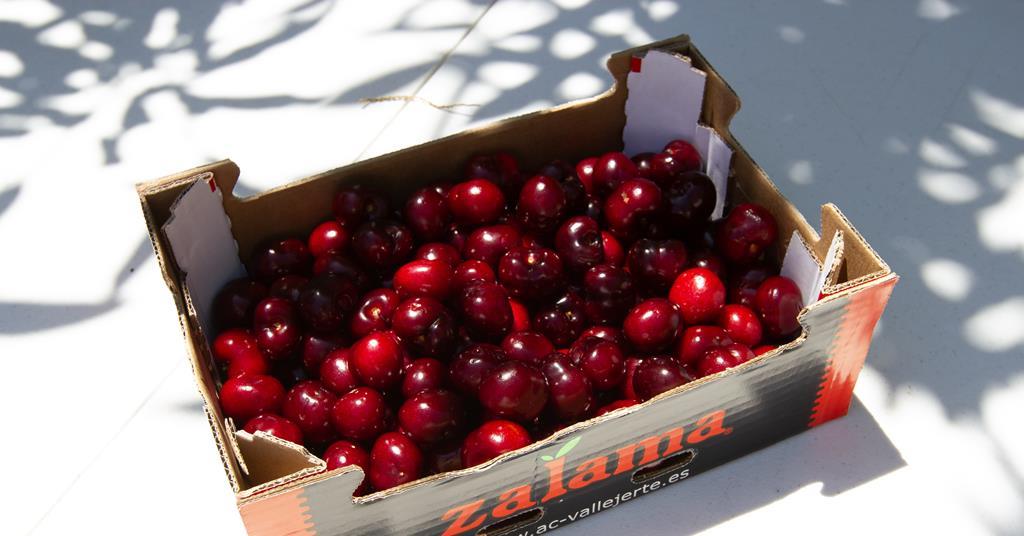 Spanish Picota producers have kicked off their 2025 UK marketing ...